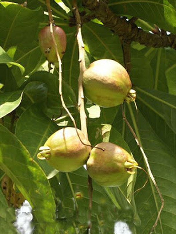 qua loc vung hoa do • Sài Gòn Hoa